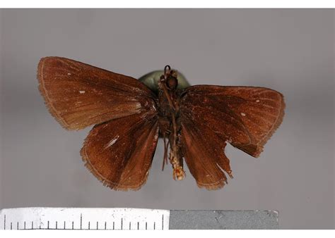 Metiscus Angularis Pinned Specimens