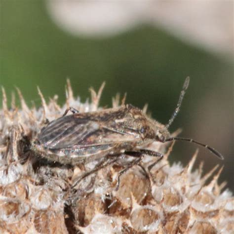 Seed Bug Bugguide Net