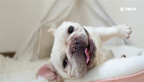 犬瘟热初期症状 犬瘟热初期症状活多久 天奇生活