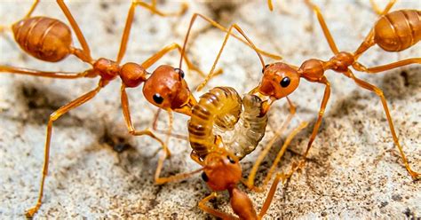 Understanding Ant Colony Optimization Algorithms