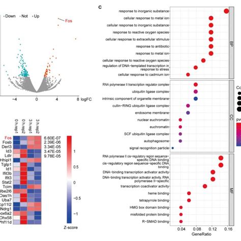Expression Of Fos In Ht22 Cells Ht22 Cells Were Treated By Ogd For
