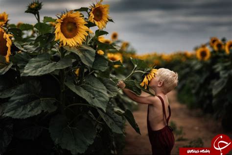 عکس روز نشنال جئوگرافیک از پسربچه‌ای در میان گل‌های آفتابگردان
