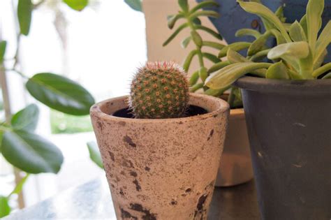 静岡での植木鉢の捨て方【処分方法と費用を解説】｜静岡〈便利屋お助けマスター浜松〉 静岡全域の不便はなんでも対応