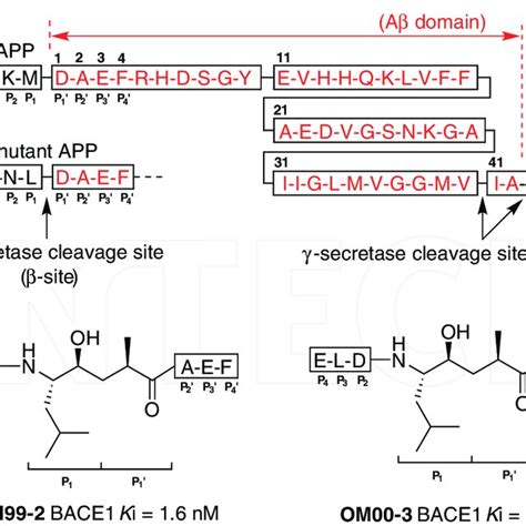 D Model Of Psen1 L232p Mutation Leucine And Proline Are Both