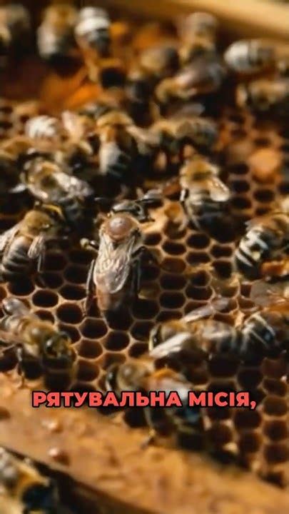 Хто насправді керує бджолами Youtube