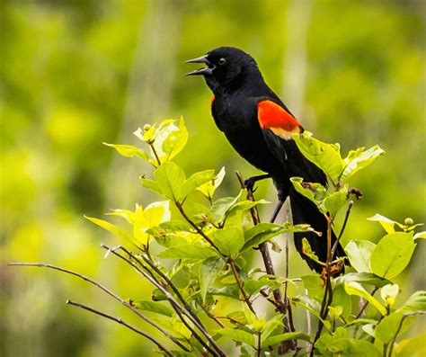 Flock Of Blackbirds Symbolism Meaning And Interpretation