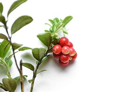 흰색 배경에 붉은 맛있는 육즙 과일을 가진 링곤베리의 무리 베어베리에 대한 스톡 사진 및 기타 이미지 베어베리 잎 건강