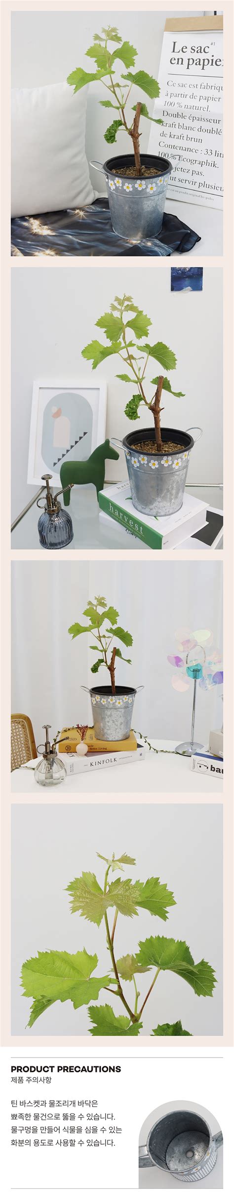 식물 샤인머스캣 중 인테리어 빈티지 앤틱 틴 바스켓 오브제 L 오늘의집 쇼핑