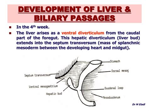 Development Of Foregut Pptx