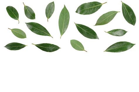로렐 복사 공간 텍스트와 흰색 배경에 고립 신선한 베이 잎 최고의 볼 수 있습니다 평면 위치 패턴 건강한 생활방식에 대한 스톡