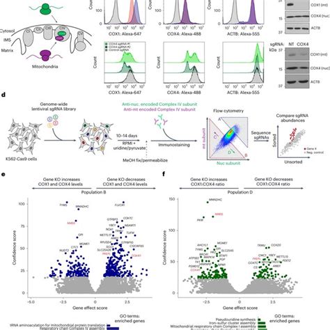 Mitochondrial Oxphos Complex Gene Expression In Nasopharyngeal Samples