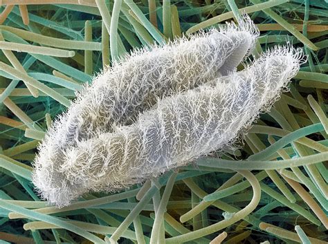Protozoan Sexual Reproduction Sem Photograph By Power And Syred Fine