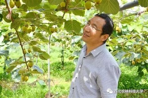 农大郁香猕猴桃介绍 农大郁香猕猴桃亩产量 翠玉猕猴桃 大山谷图库