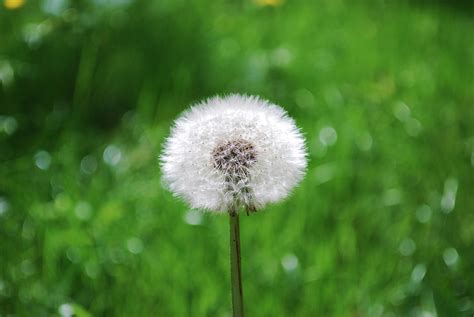 Dandelion Nature Plant Free Photo On Pixabay Pixabay