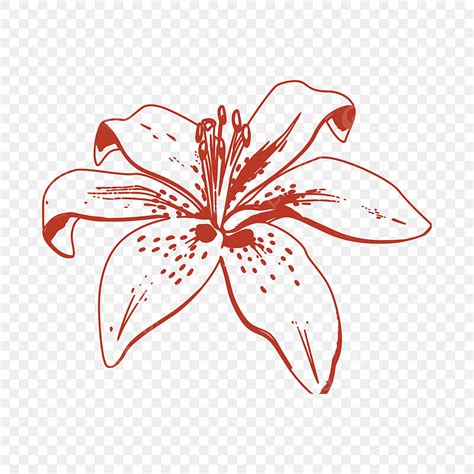 Lily Flower Vector Png