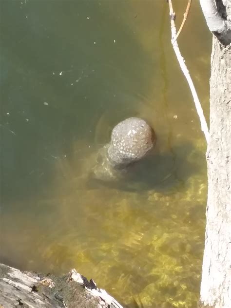 Wiggling Gelatinous Blob Of Small Round Things Attached To A Stick