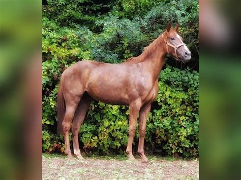 Koń pełnej krwi angielskiej Klacz 3 lat 162 cm Kasztanowata in Saarlouis
