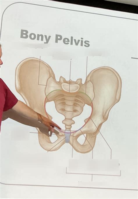 Bony Pelvis Diagram Quizlet