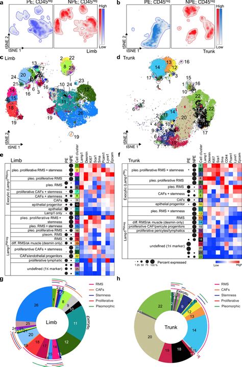 Lamp1pmpos Cells Are Enriched In Exocytic Undifferentiated Npe Rms A B