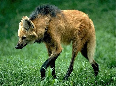 Você conhece o lobo brasileiro Biologia Colégio Web