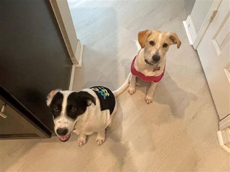 Adorable Labborder Collie Mix Puppies