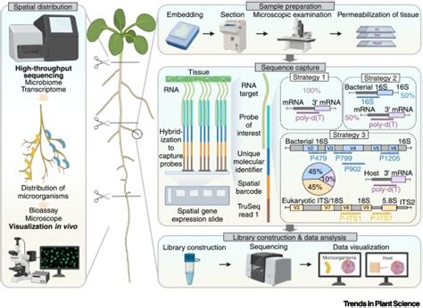 Smtshm Seq Simultaneously Capturing Spatial Transcriptome And