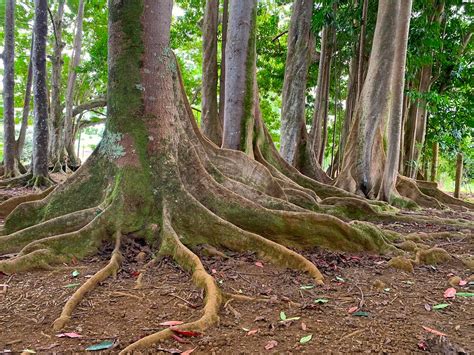 Rudraksha Forest Kauai Read This Before Visiting