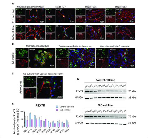 Detection Of The P2x7r In Hipsc Derived Neuronal And Microglia Like