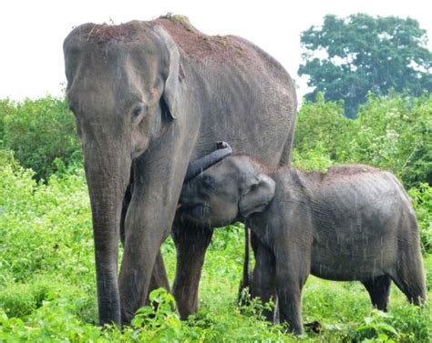 උඩවලව අලින්ට මන්ද පෝෂනය ව්‍යපෘතියේ පර්යේෂණ කළමනාකරු ඕක ගනන් ගන්න දෙයක් නොවෙයි වනජීවී අධ්