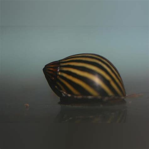Zebra Nerite Snail For Sale