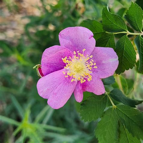 Nootka Rose Info History And Uses