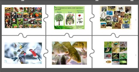 Жива природа інтерактивна вправа для 1 класу ЯДС Інтерактивні