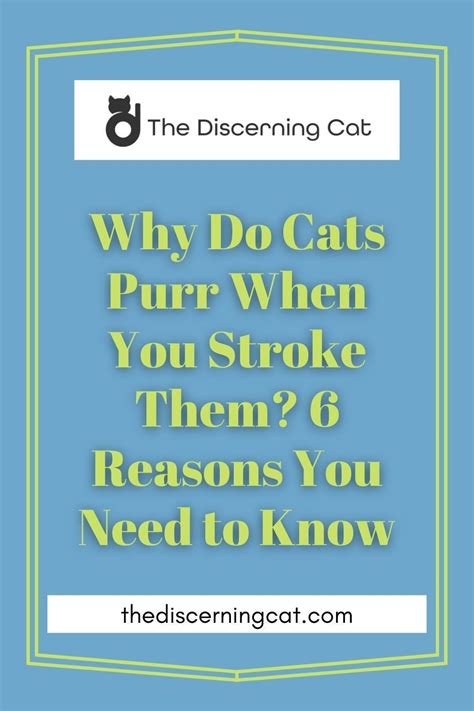 Why Do Cats Purr When You Pet Them Reasons Cats Love To Be Stroked