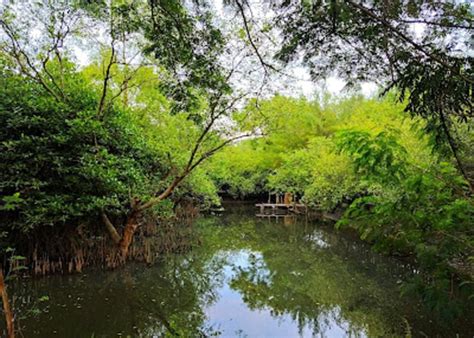 Mangrove Wonorejo Surabaya Tiket Masuk Lokasi Jam Buka