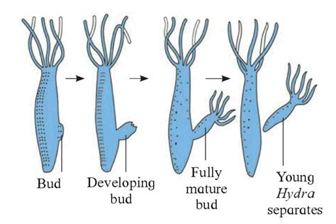 Asexual Reproduction In Animals Types Advantages And Examples