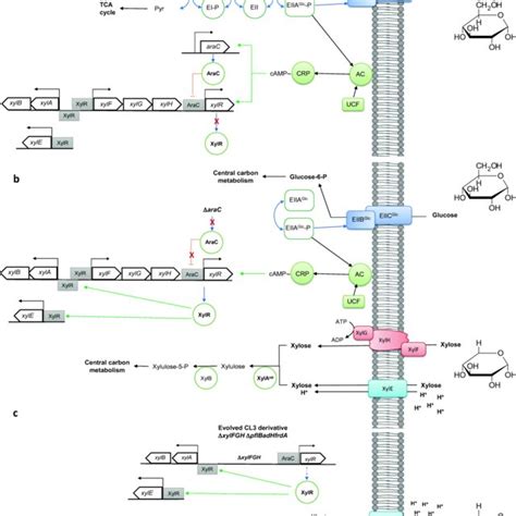 Glucose Transport In E Coli A Outer Membrane Porins Omp Ompc Ompf Download Scientific