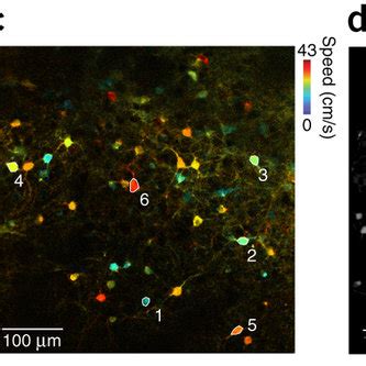 Maps Of In Vivo Two Photon Calcium Imaging Data From Mouse Cortex