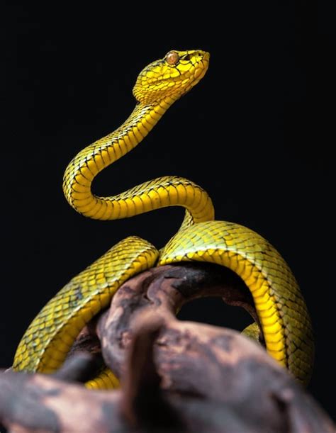 Images de Serpent Jaune Téléchargement gratuit sur Freepik