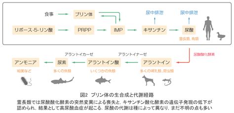 Category 代謝経路 page 1 JapaneseClass jp