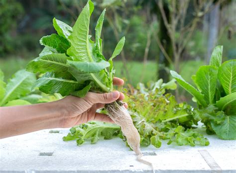 How Does A Hydroponic System Work The 4 Key Elements Naturetech Usa