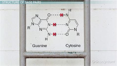 Dna Base Pair Definition Structure And Pairing Video And Lesson Transcript