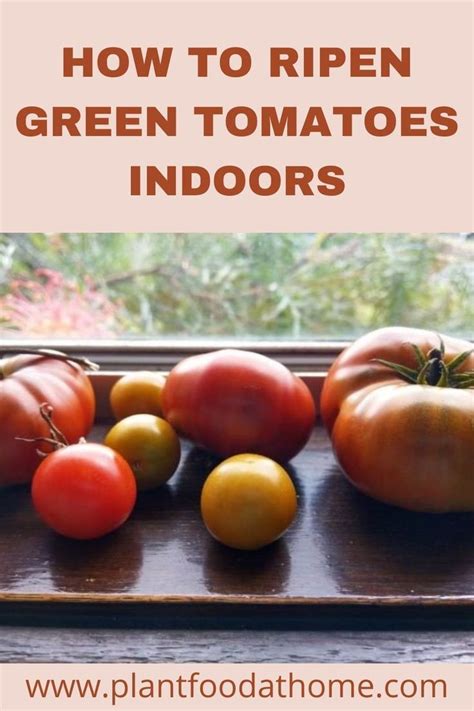 How To Ripen Green Tomatoes Indoors Five Easy Methods That Work Artofit