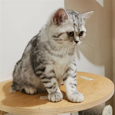 Kot Brytyjski unikat silver tabby gotowy do odbioru Poznań Chartowo OLX pl