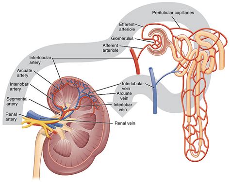 Difference Between Bowmans Capsule And Glomerulus Bowmans Capsule Vs Glomerulus