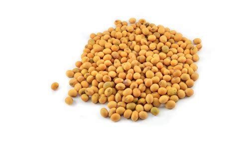 Soybeans Or Soya Beans Grain Seed On White Background 17177527 Stock