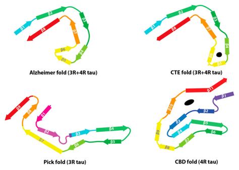 A Novel Tau Fold In The Neurodegenerative Disease Corticobasal