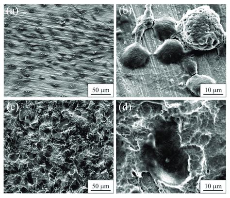 Mg 63 Osteosarcoma Cells On A Titanium Sample Surface After Incubation