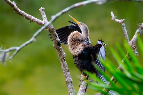 Premium Photo The Biguatinga Anhinga Anhinga Is A Water Bird That