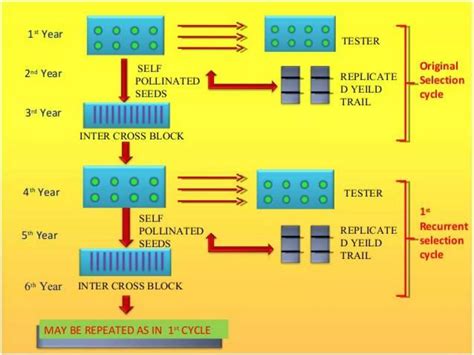 Recurrent Selection Schemes Pptx