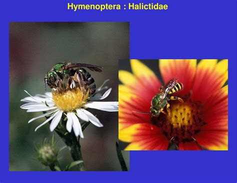 Ppt Order Hymenoptera Powerpoint Presentation Free Download Id7046211